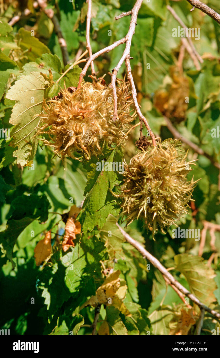 türkische Hasel (Corylus Colurna), Früchte am Baum Stockfotografie - Alamy