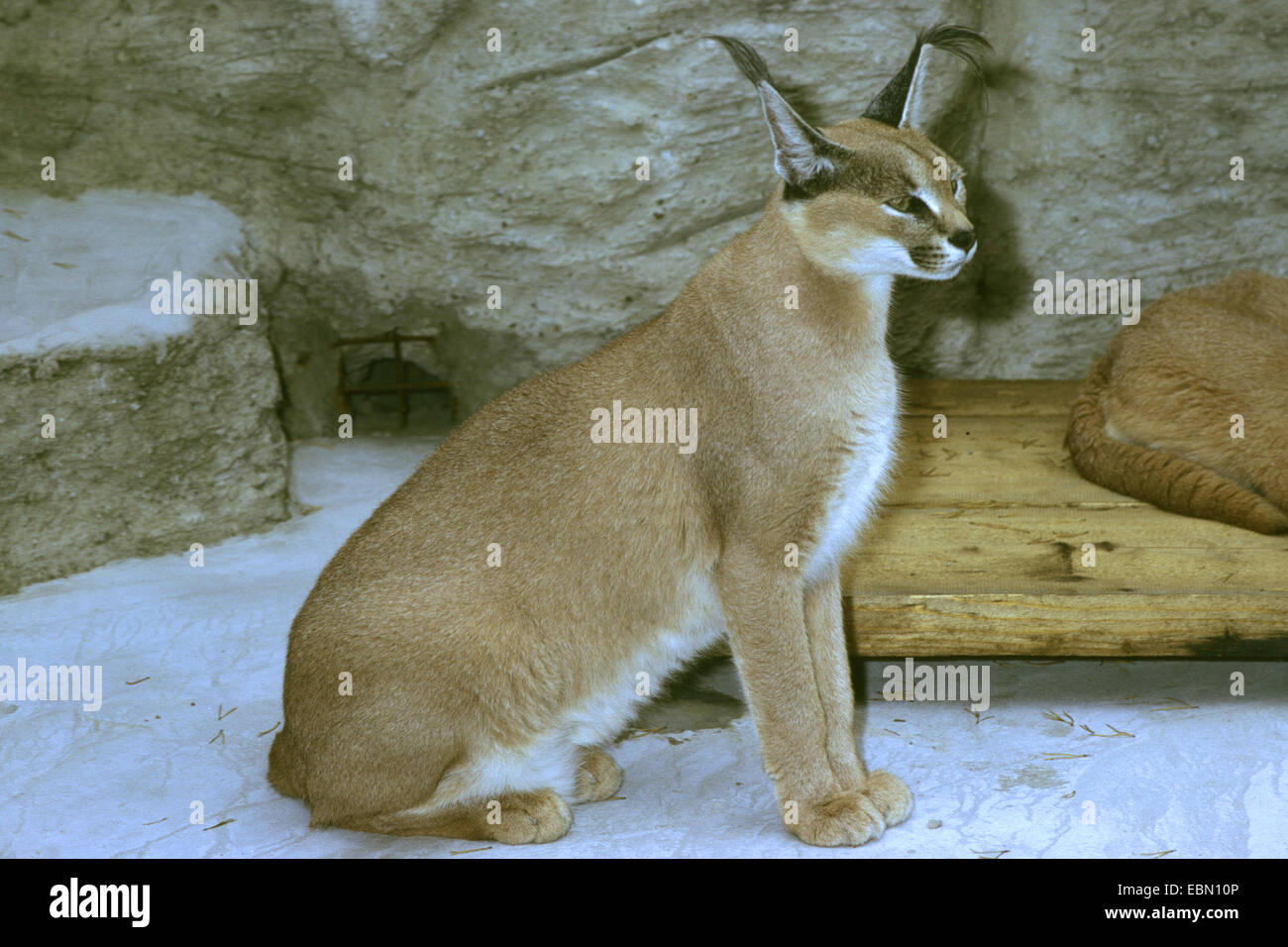 Das karakal -Fotos und -Bildmaterial in hoher Auflösung – Alamy