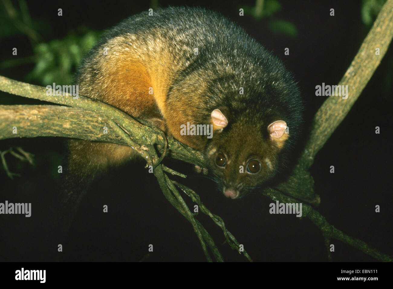 Klettern auf dem ast -Fotos und -Bildmaterial in hoher Auflösung – Alamy