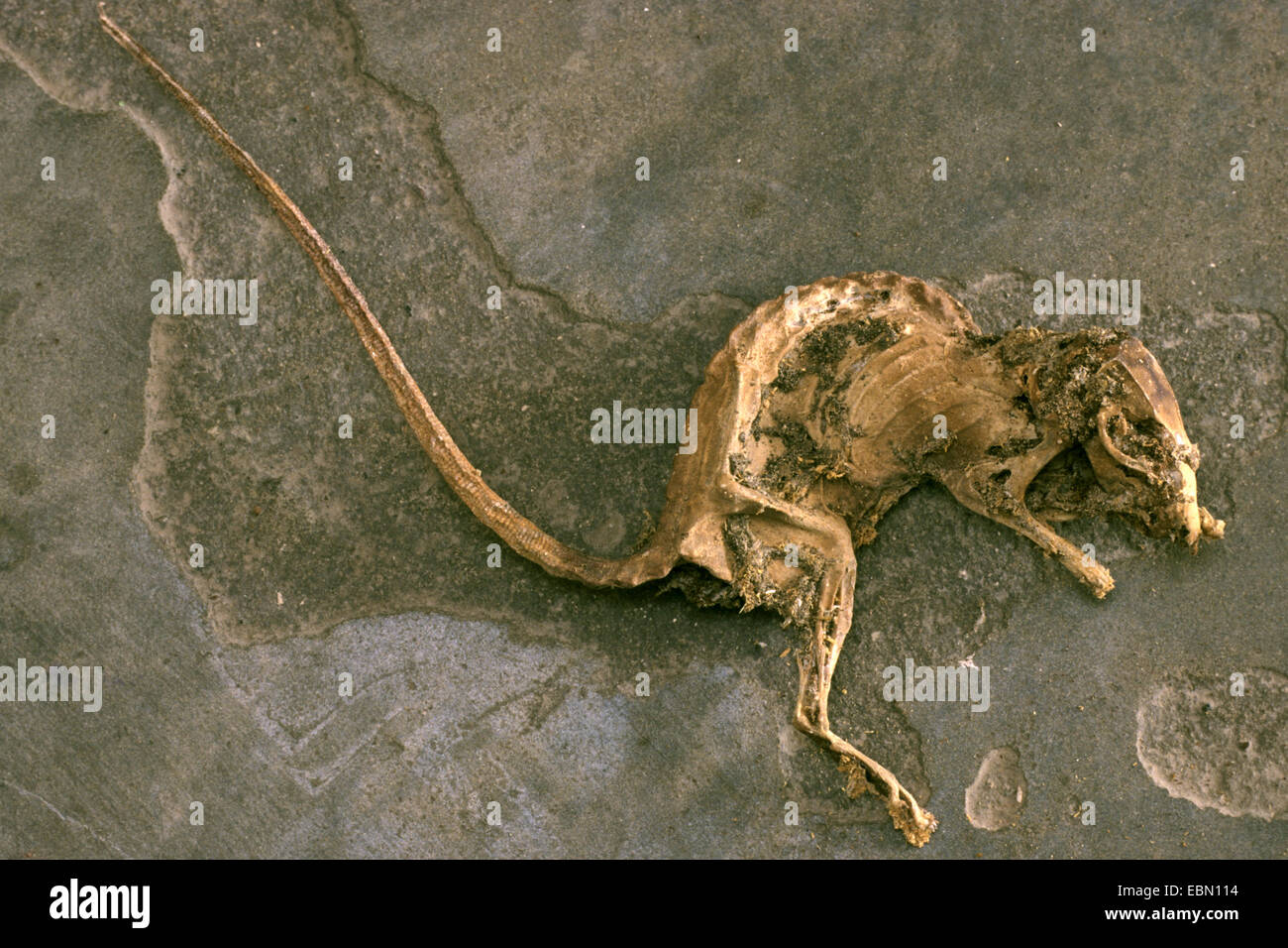 Braune Ratte, gemeinsame braune Ratte, Norwegen Ratte, gemeinsame Ratte ...
