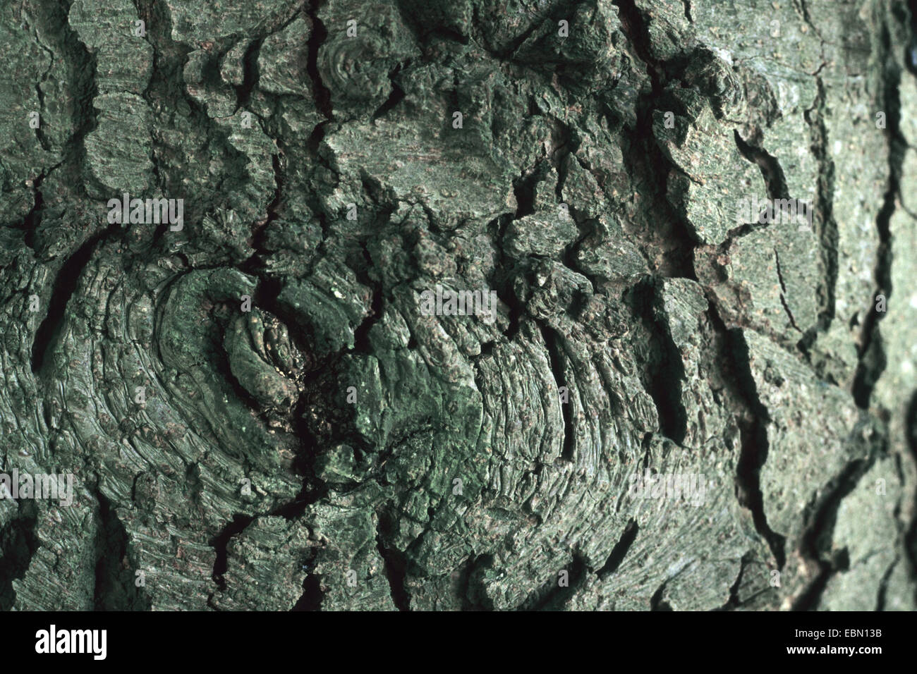 European silver fir abies alba -Fotos und -Bildmaterial in hoher ...