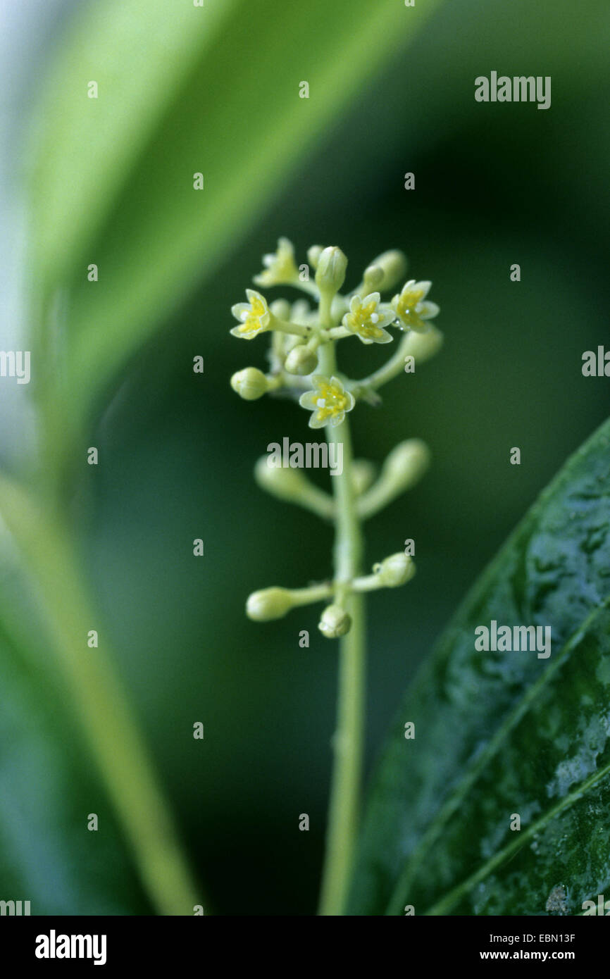 Ceylon cinnamon tree -Fotos und -Bildmaterial in hoher Auflösung – Alamy