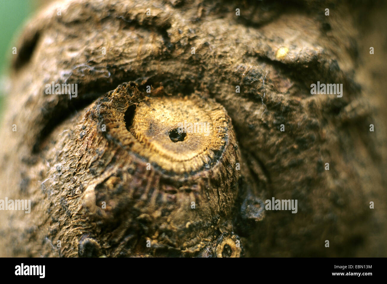 Bestimmung Baum (Pachira Aquatica), Astloch Stockfotografie - Alamy