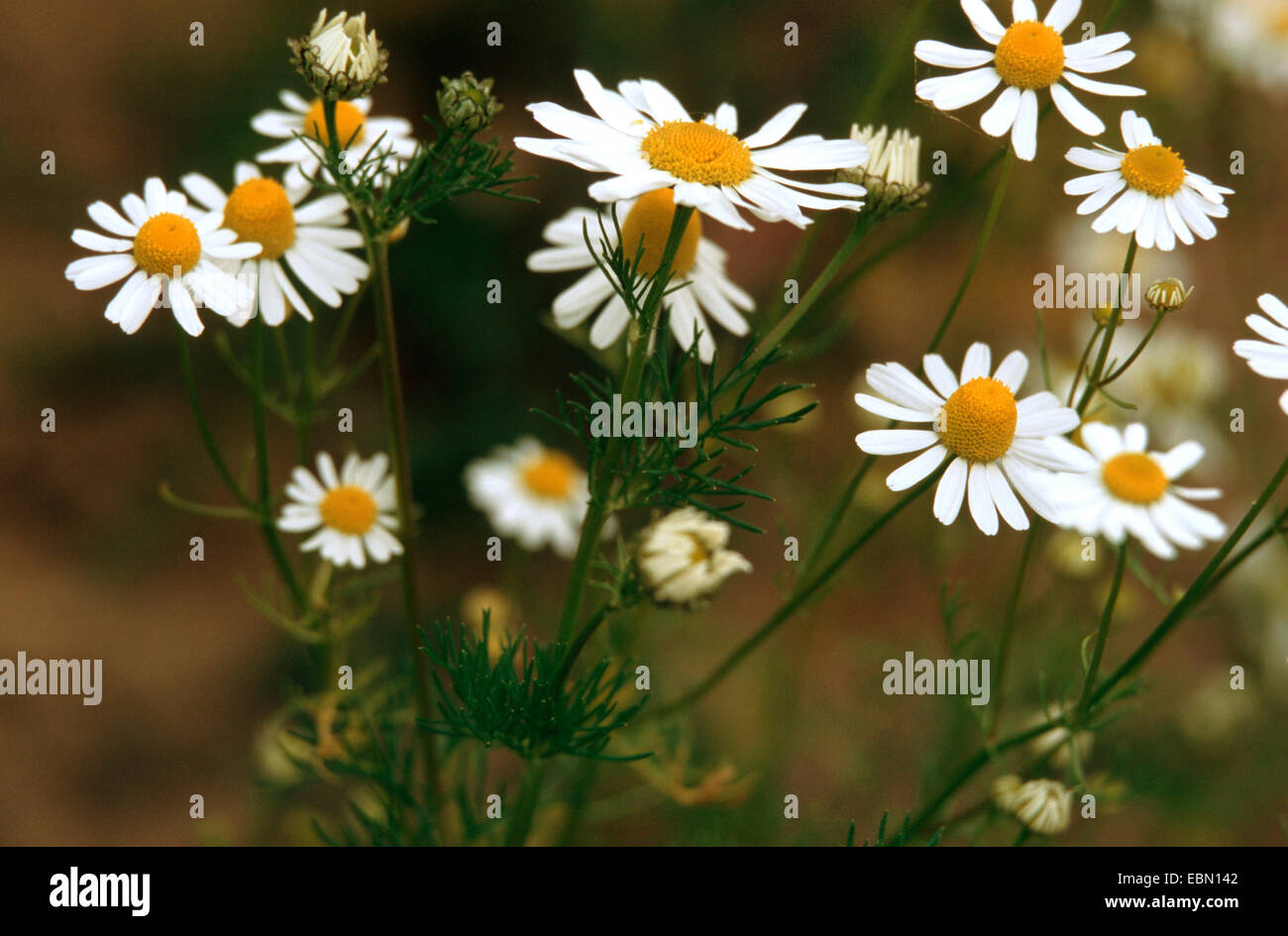 Geruchlos Mayweed, geruchlose Kamille (Tripleurospermum Perforatum ...