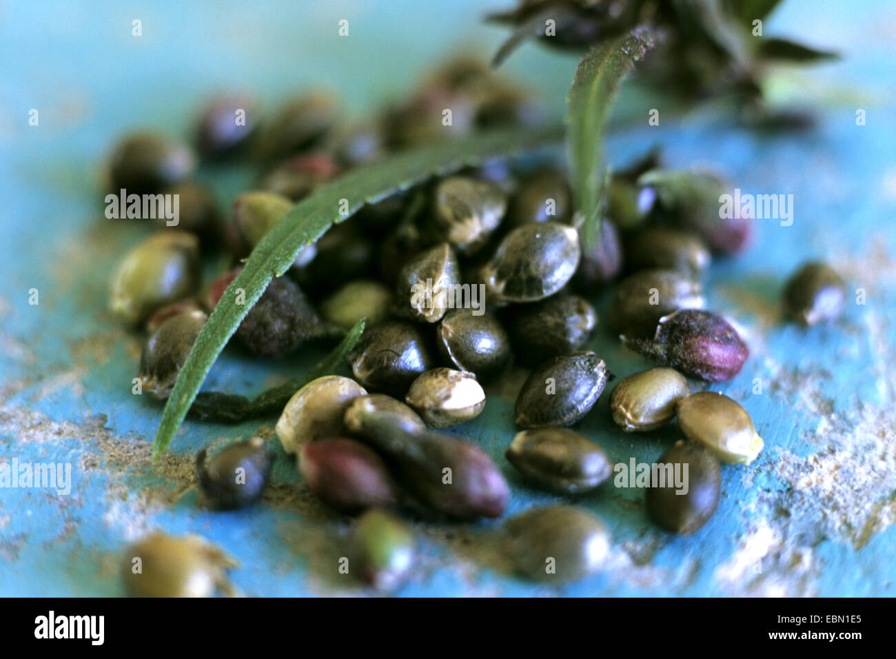 Hanf verwendung -Fotos und -Bildmaterial in hoher Auflösung – Alamy