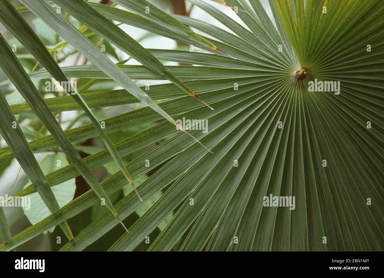 Thrinax radiata thrinax radiata -Fotos und -Bildmaterial in hoher ...