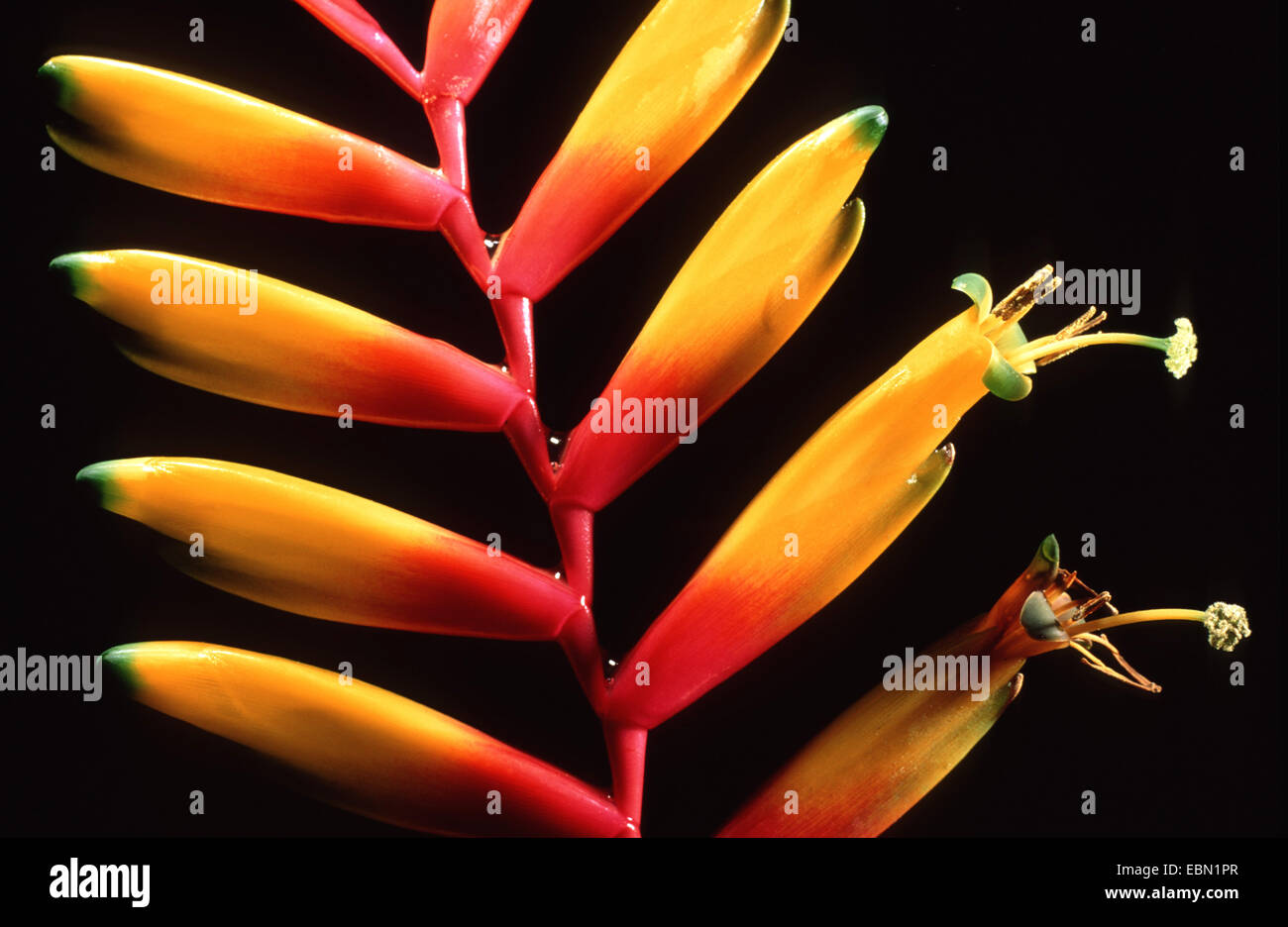 Roter vriesea -Fotos und -Bildmaterial in hoher Auflösung – Alamy