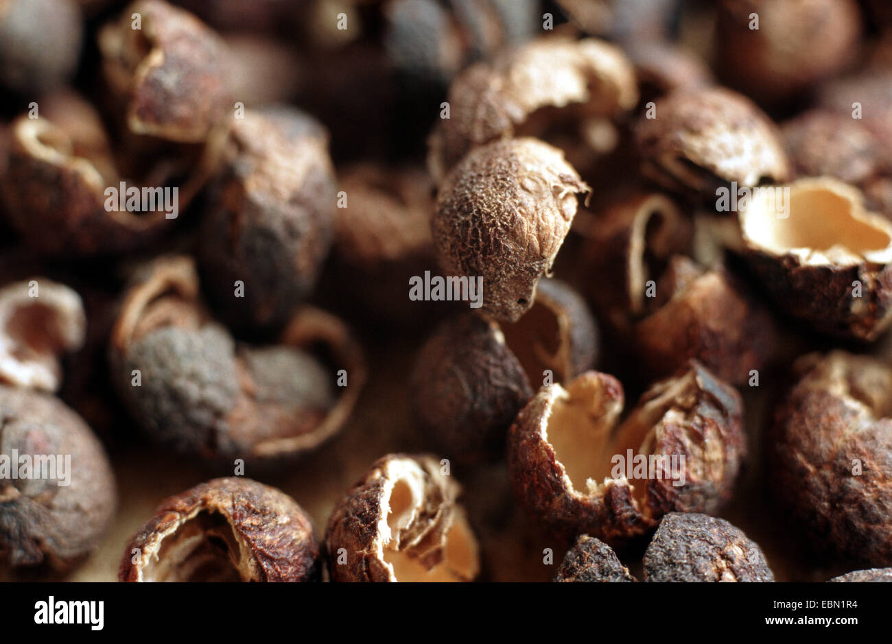 Levant, Berry, Cocculus Indicus (Anamirta Paniculata, Anamirta Cocculus ...