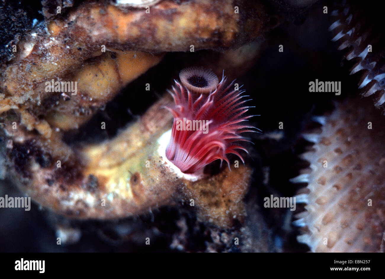 Serpulid tubeworms -Fotos und -Bildmaterial in hoher Auflösung – Alamy