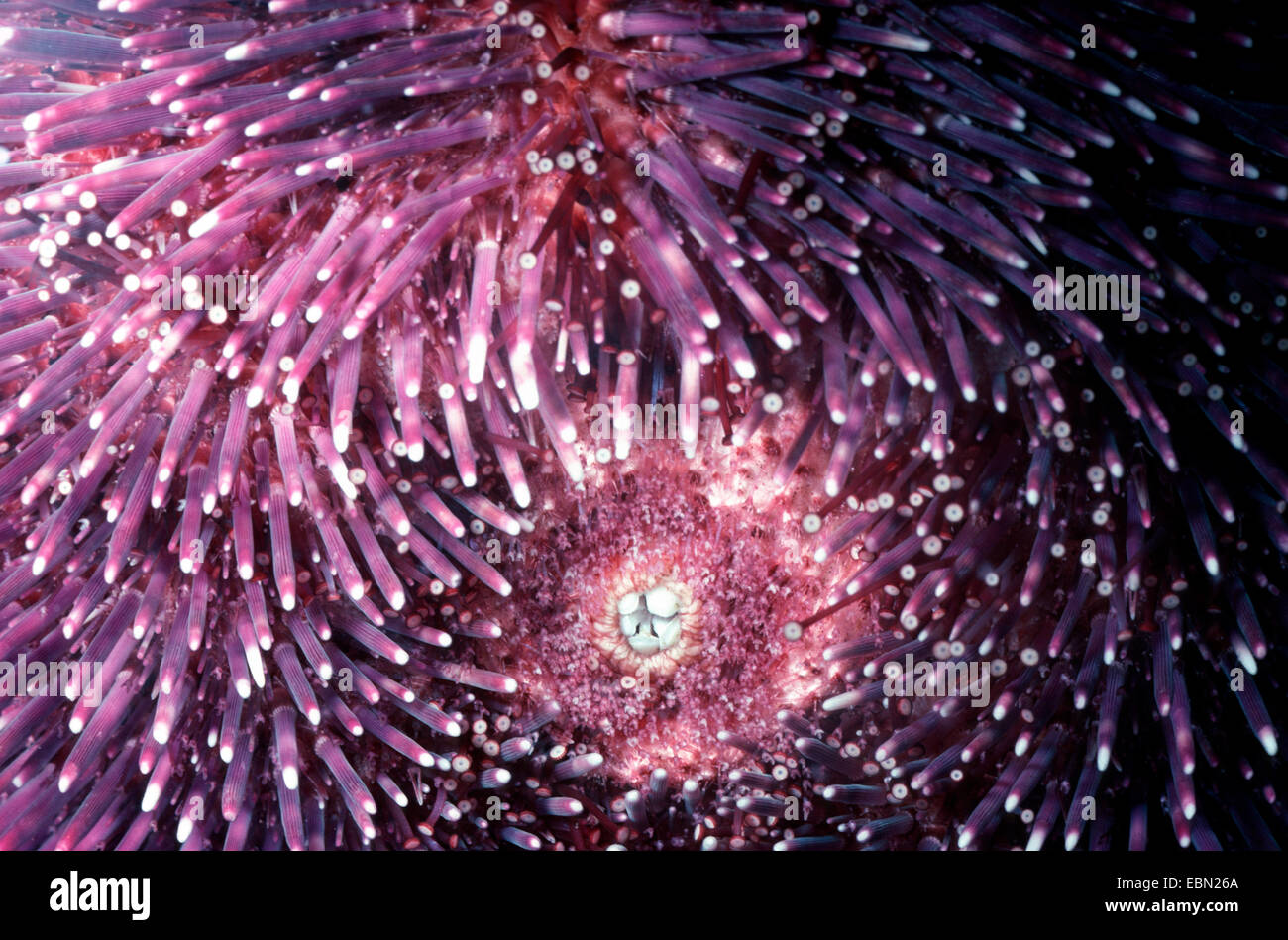 Nahaufnahme seeigel mund -Fotos und -Bildmaterial in hoher Auflösung ...