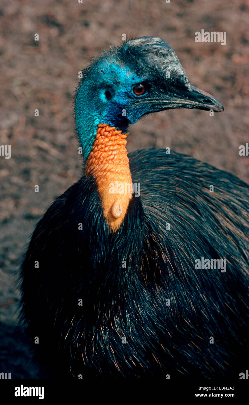 Single wattled cassowary -Fotos und -Bildmaterial in hoher Auflösung ...