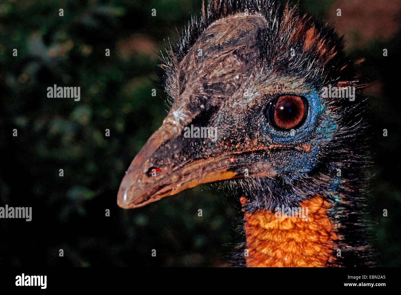 Single wattled cassowary -Fotos und -Bildmaterial in hoher Auflösung ...