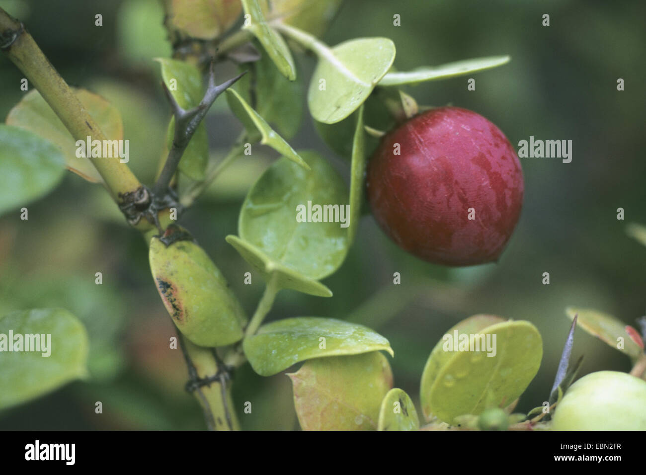 Absicherung von Thorn, Natal-Pflaume (Carissa Bispinosa), Fruchtkörper ...