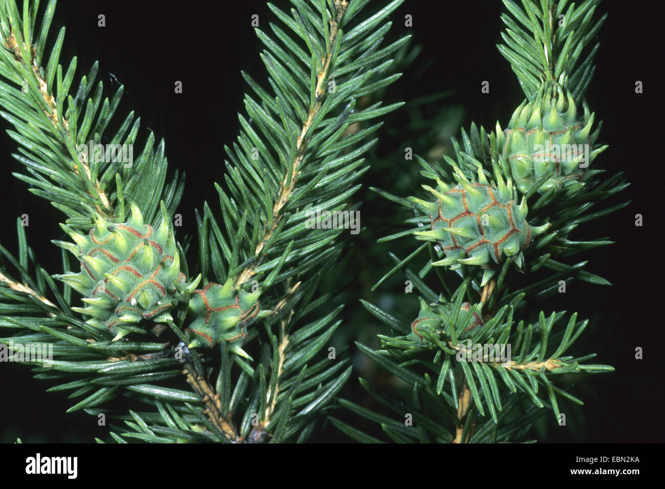 Galls at spruce -Fotos und -Bildmaterial in hoher Auflösung – Alamy