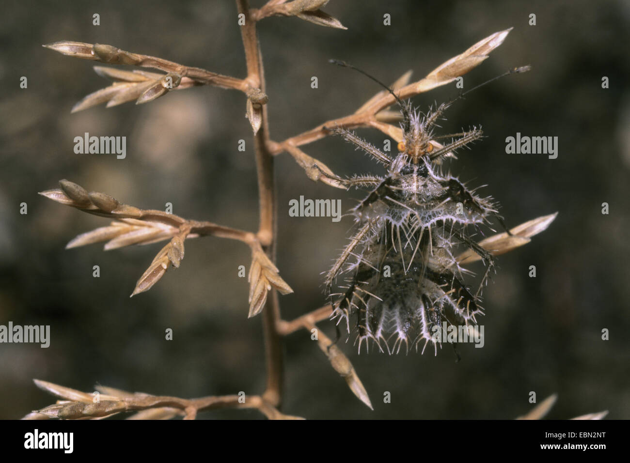 Goldenes ei bug -Fotos und -Bildmaterial in hoher Auflösung – Alamy