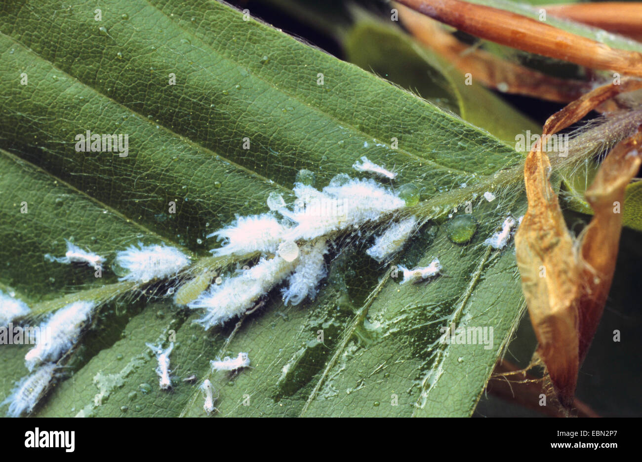 Wollbuche blattlaus phyllaphis fagi -Fotos und -Bildmaterial in hoher ...