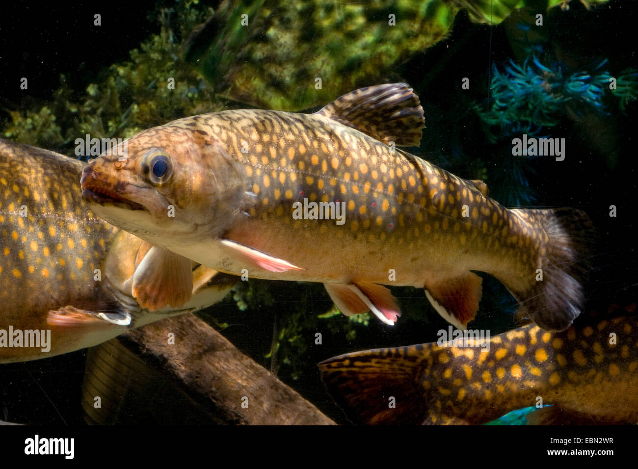 Bachforelle, Saibling Bach, Bach Charr (Namaycush Fontinalis ...