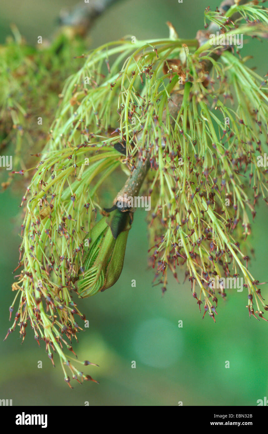 Blühende esche fraxinus excelsior Stockfotos und -bilder Kaufen - Alamy