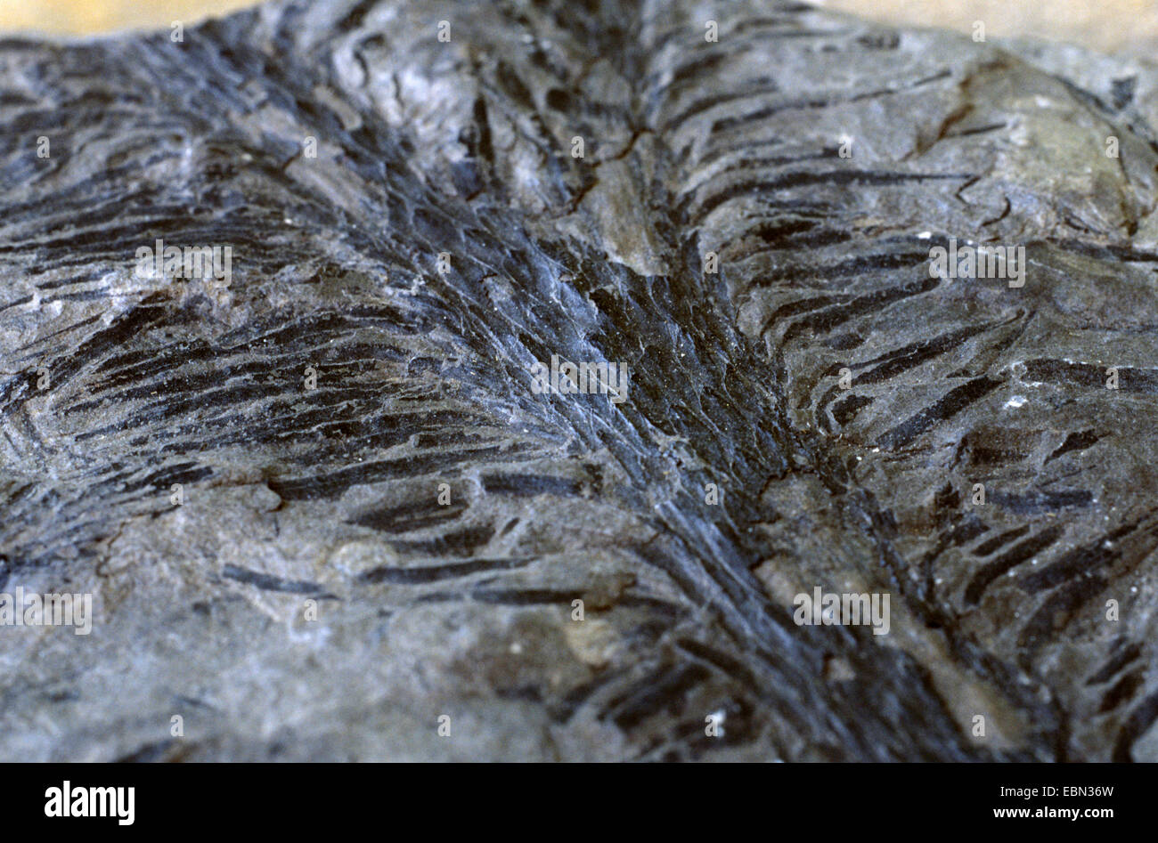 Sigillaria (sigillaria) -Fotos und -Bildmaterial in hoher Auflösung – Alamy