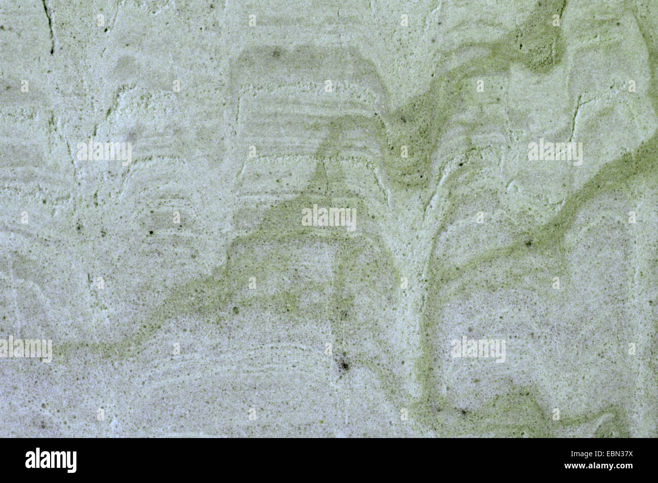 Monocraterion aus Cambrium, Deutschland, Schleswig-Holstein ...