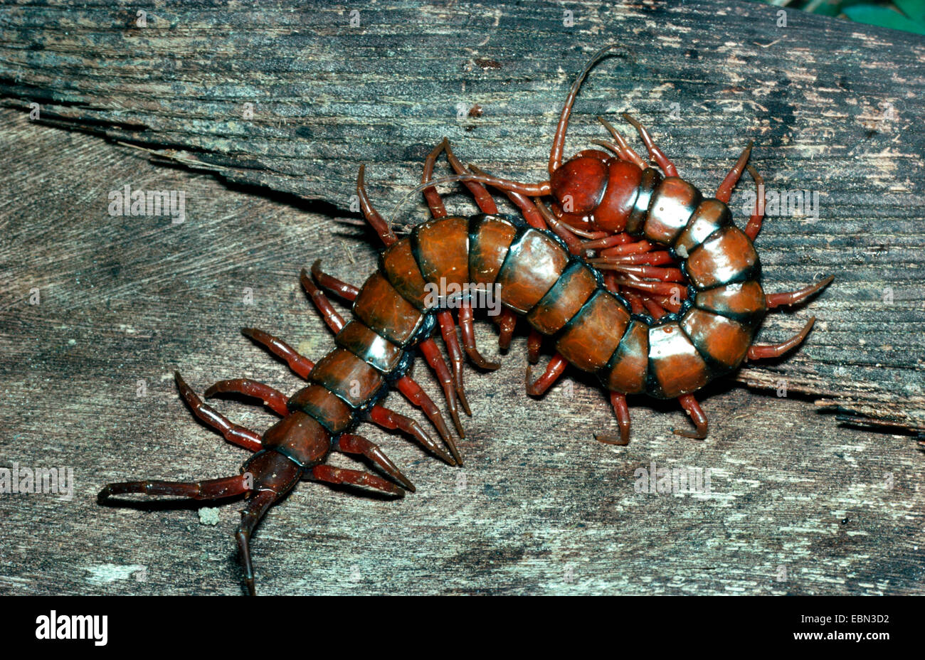 Millepede scolopendra -Fotos und -Bildmaterial in hoher Auflösung – Alamy