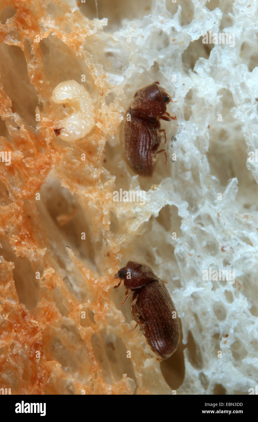 Brotkäfer, Drogerie Rüsselkäfer, Biskuit Käfer, Brot Käfer (Stegobium ...
