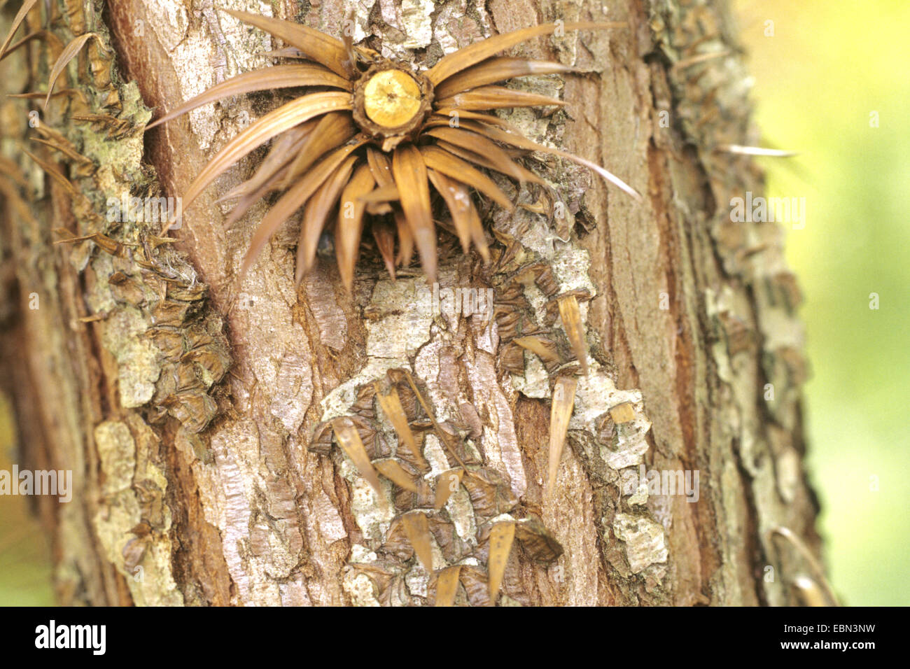 Chinesische Tanne Stockfotos und -bilder Kaufen - Alamy