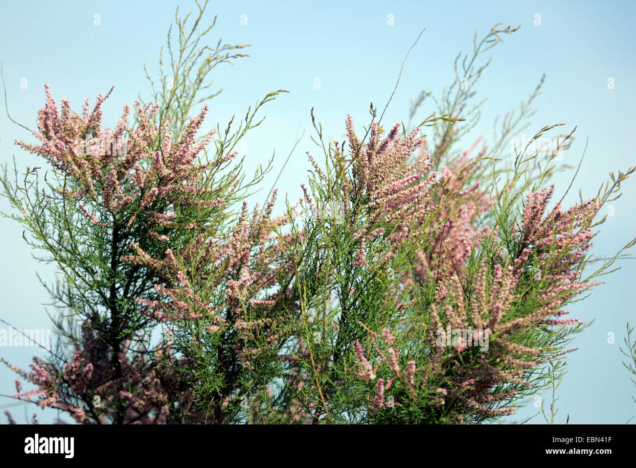 Tamarix tamarix spec -Fotos und -Bildmaterial in hoher Auflösung – Alamy
