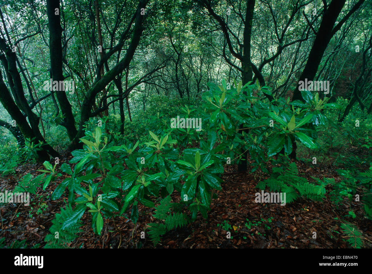 Azoren-Lorbeer, Lorbeer Wirtschaftsinstrument Lorbeer (Laurus Azorica ...