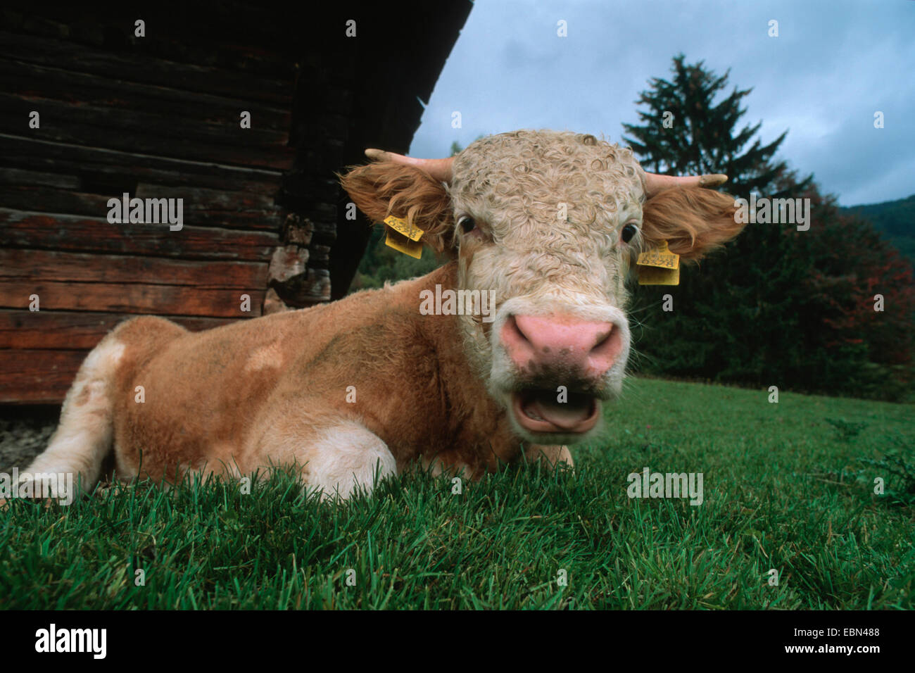 Hausrind (Bos Primigenius F. Taurus), Kalb mit Ohrmarke vor einer ...