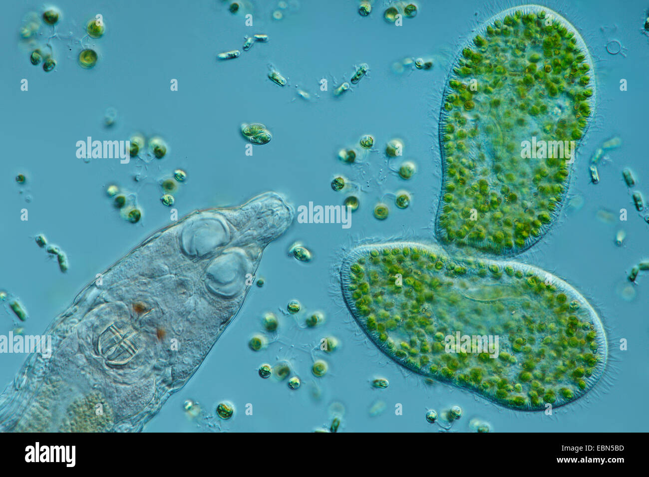 Rädertierchen (an), an und Pantoffeltierchen Stockfotografie - Alamy