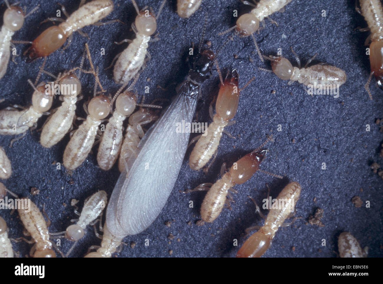 Königin termiten -Fotos und -Bildmaterial in hoher Auflösung – Alamy