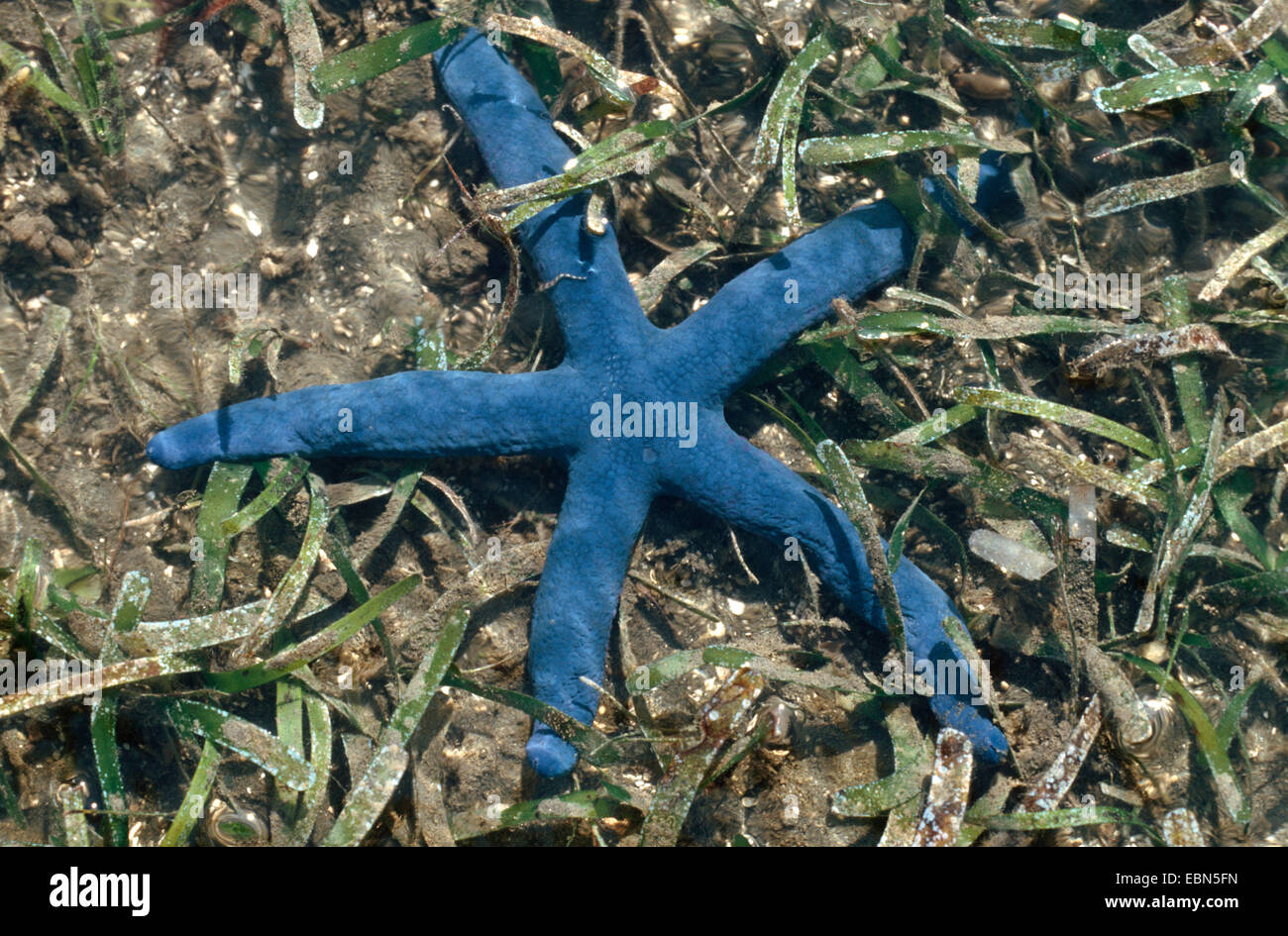 Blaue linckia seesterne linckia laevigata -Fotos und -Bildmaterial in ...