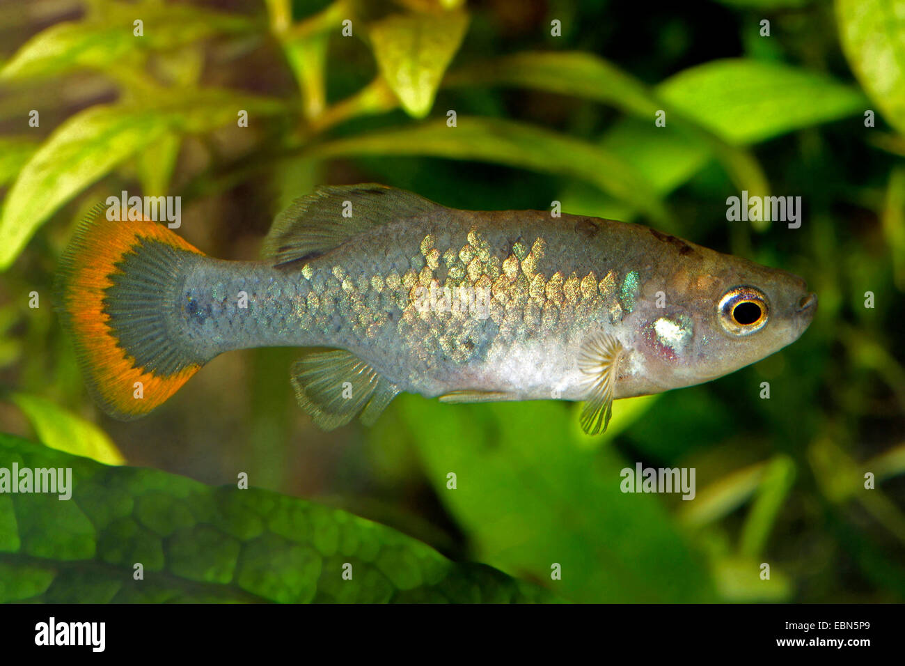 Sichelförmige Goodeid (Zoogoneticus Tequila), Schwimmen Stockfotografie ...