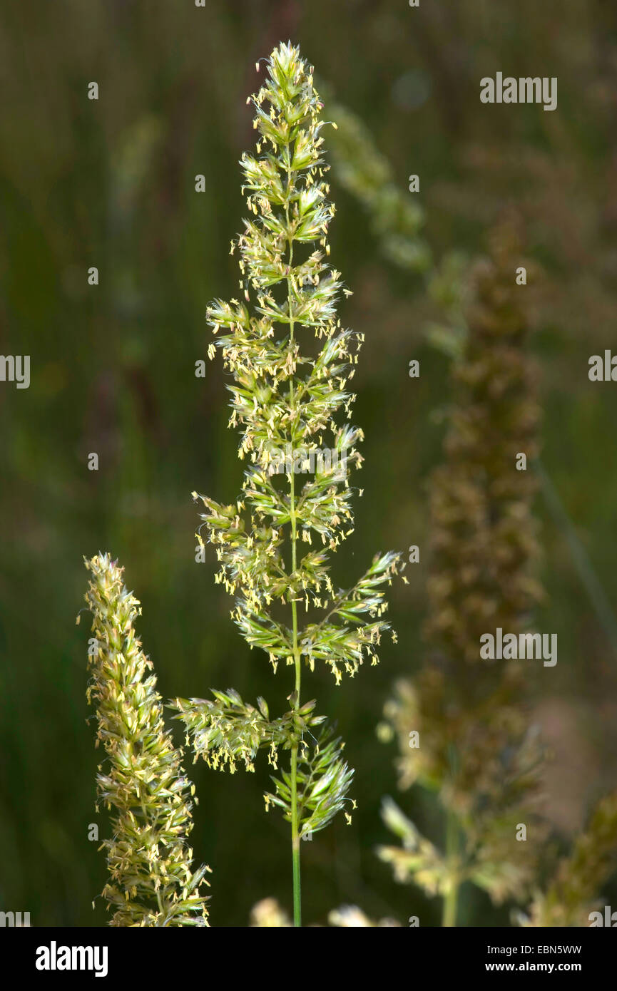 Rispe gras -Fotos und -Bildmaterial in hoher Auflösung – Alamy