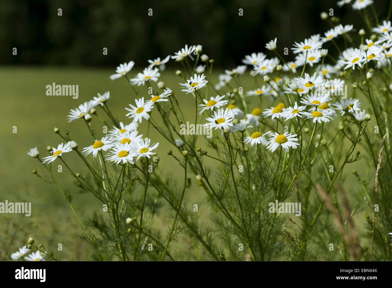 Geruchlos Mayweed, geruchlose Kamille (Tripleurospermum Perforatum ...
