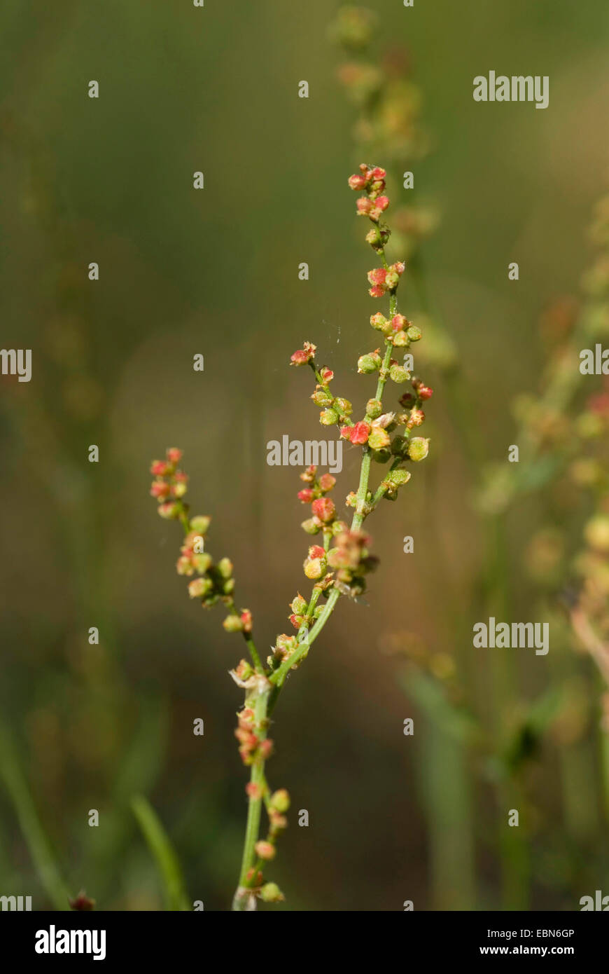 Der Sauerampfer, rote Sauerampfer, sauer Unkraut, Feld Sauerampfer ...