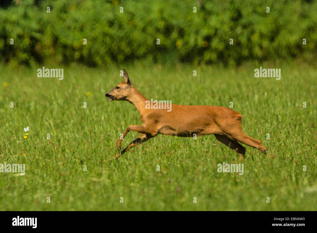 Einzelnes Reh Weiblich Stockfotos und -bilder Kaufen - Alamy