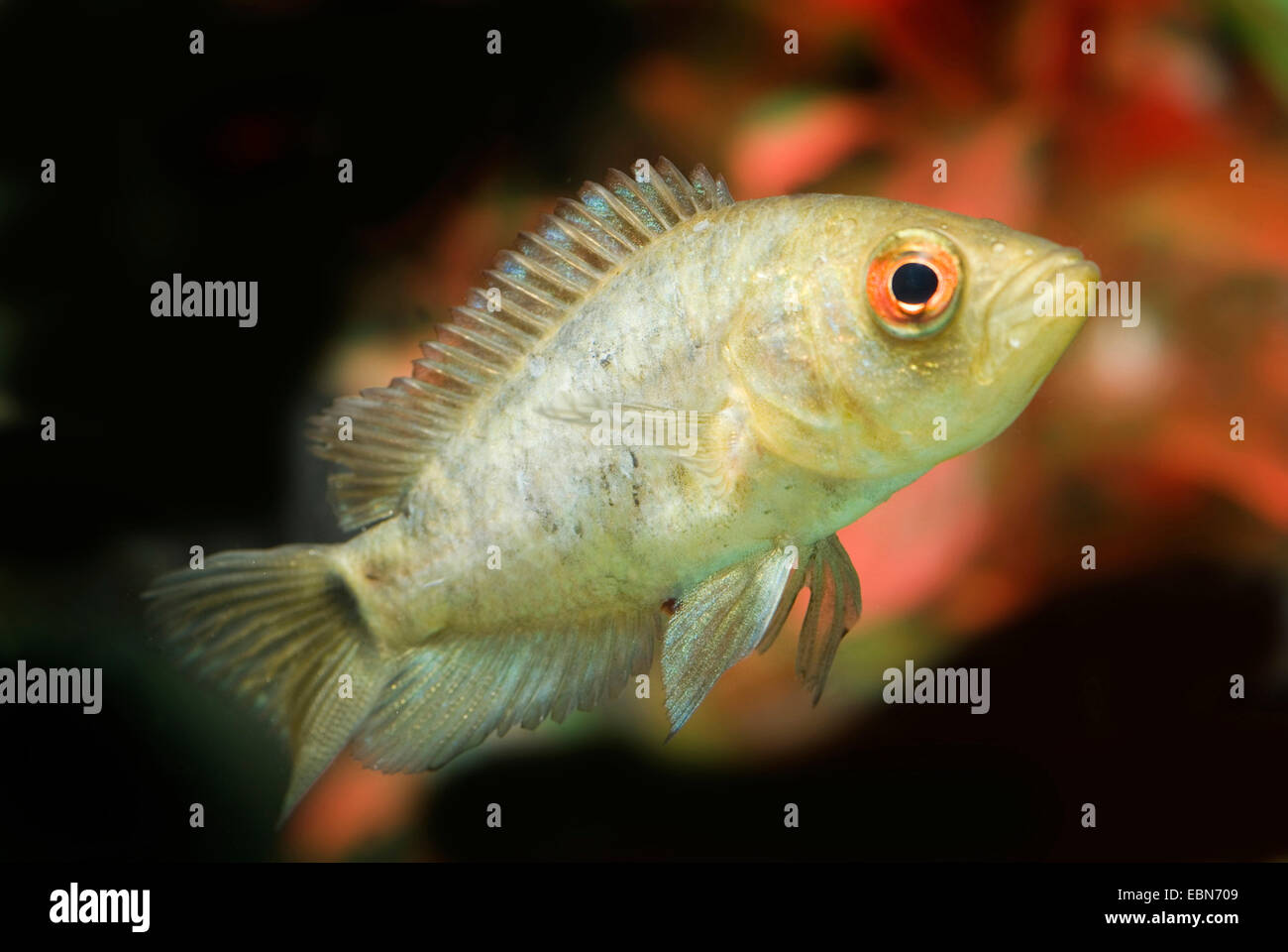 Zebra Buntbarsch Stockfotos und -bilder Kaufen - Alamy