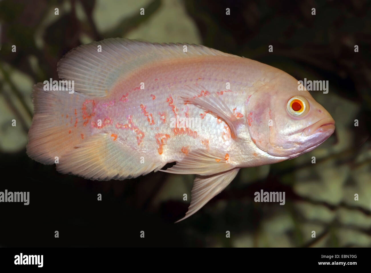 Oscar, oscar's Buntbarsch, samt Cichlid (Astronotus Ocellatus), züchten ...