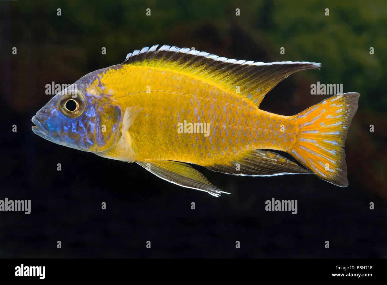 Malawi cichlid aulonocara usyssia -Fotos und -Bildmaterial in hoher ...