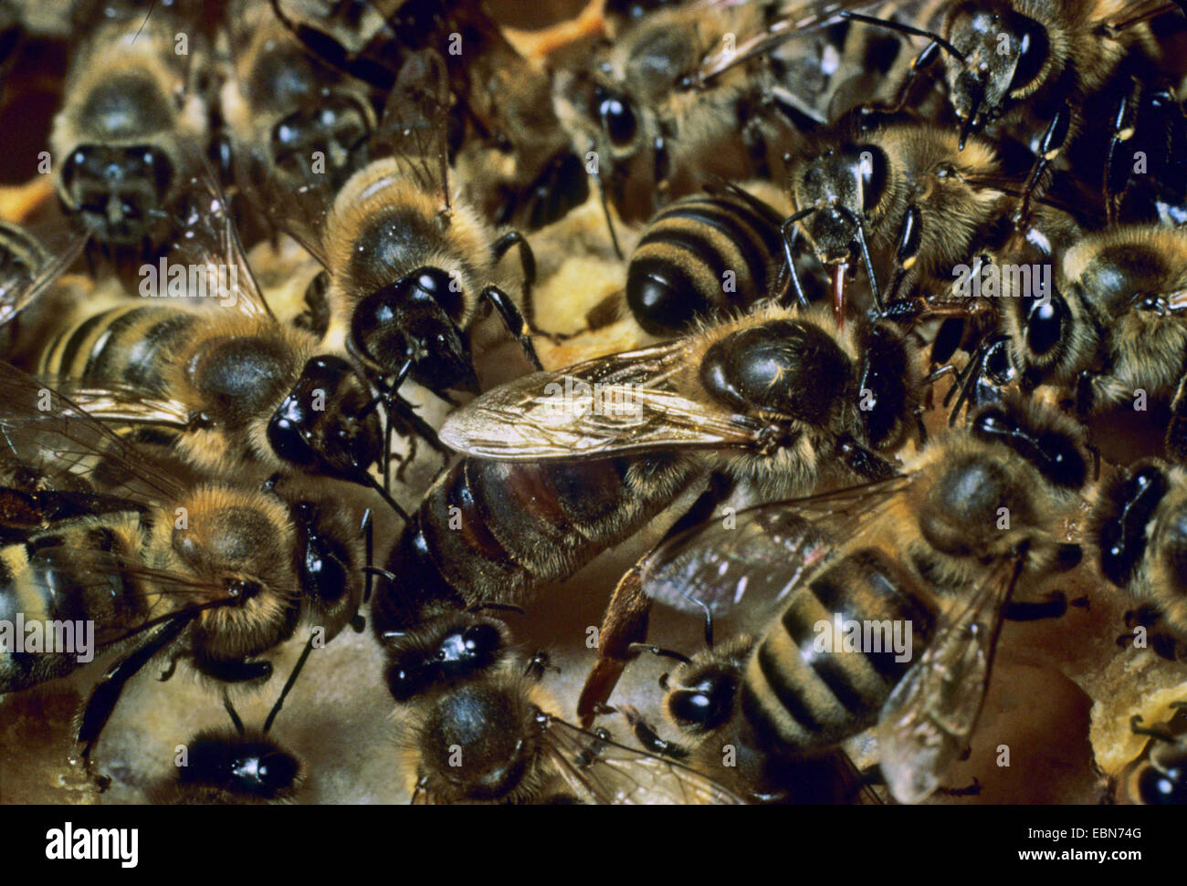 Honigbiene, Bienenkorb Biene (Apis Mellifera Mellifera), Königin mit ...
