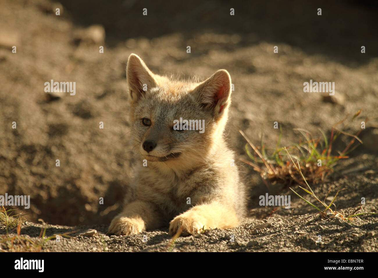 Graue zorros -Fotos und -Bildmaterial in hoher Auflösung – Alamy