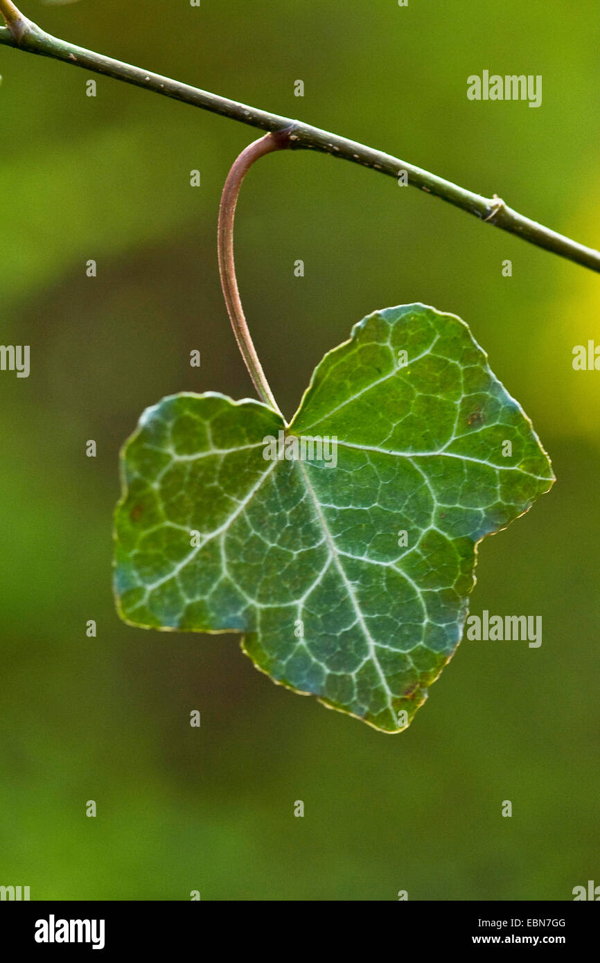 Hedera Helix Blatt Stockfotos und -bilder Kaufen - Alamy