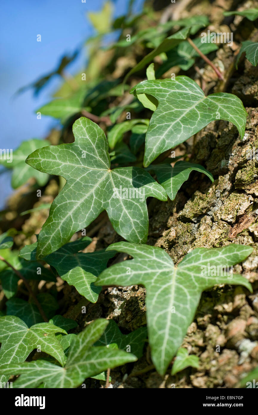 Hedera Helix Blatt Stockfotos und -bilder Kaufen - Alamy