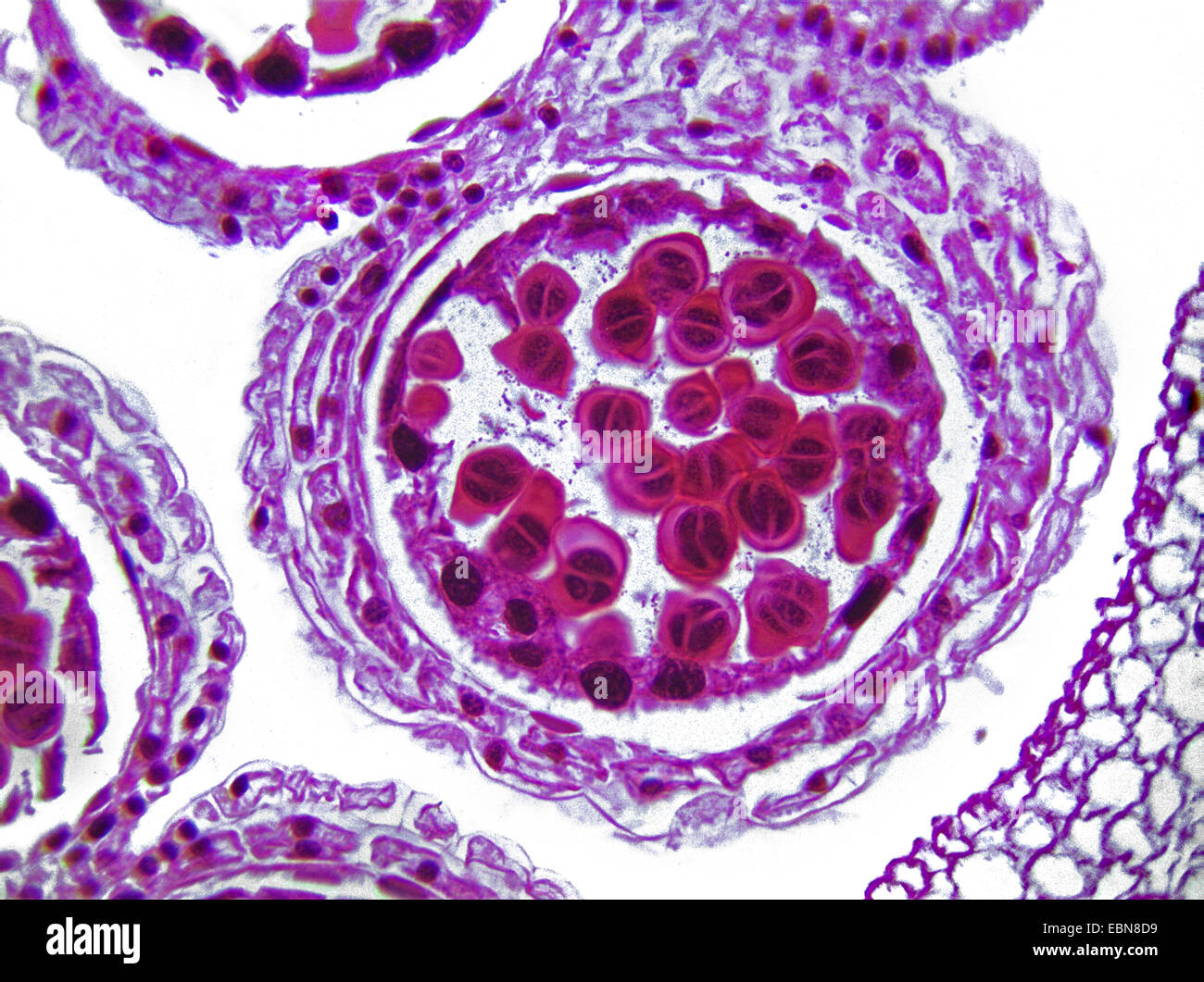 Querschnitt einer anthere mit meiose -Fotos und -Bildmaterial in hoher ...