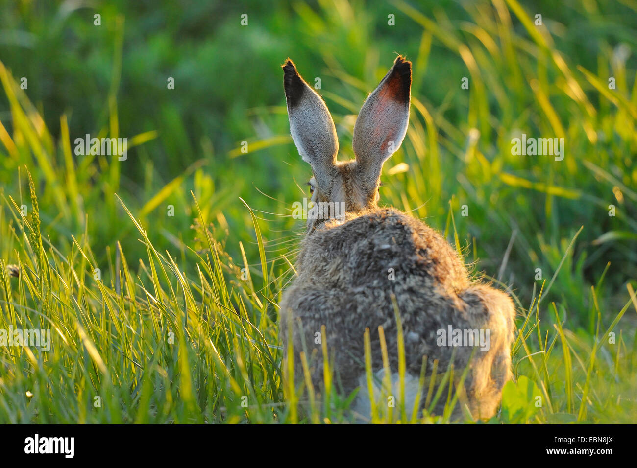 Feldhase, Feldhasen (Lepus Europaeus), sitzen auf einer Wiese ...