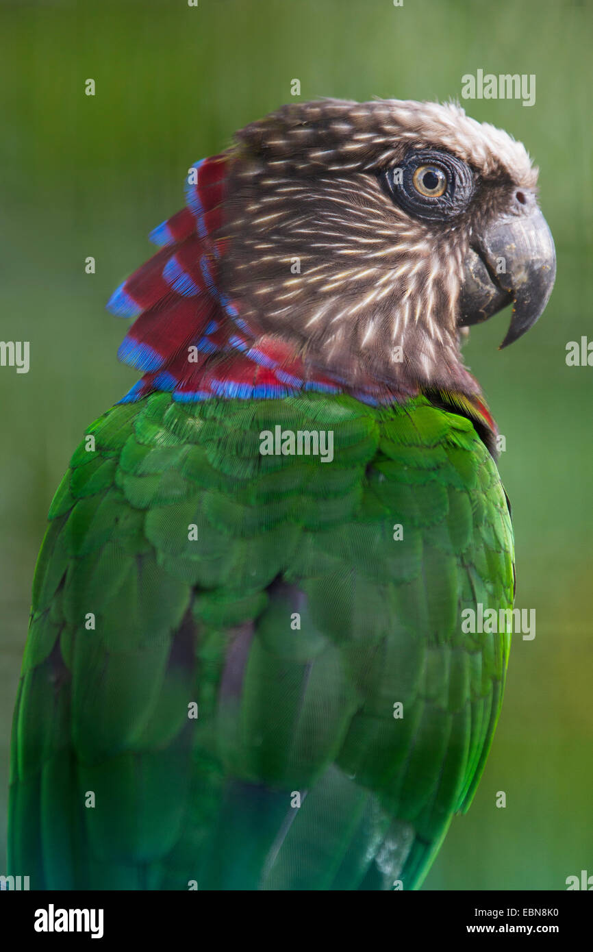 Rot fan papagei -Fotos und -Bildmaterial in hoher Auflösung – Alamy
