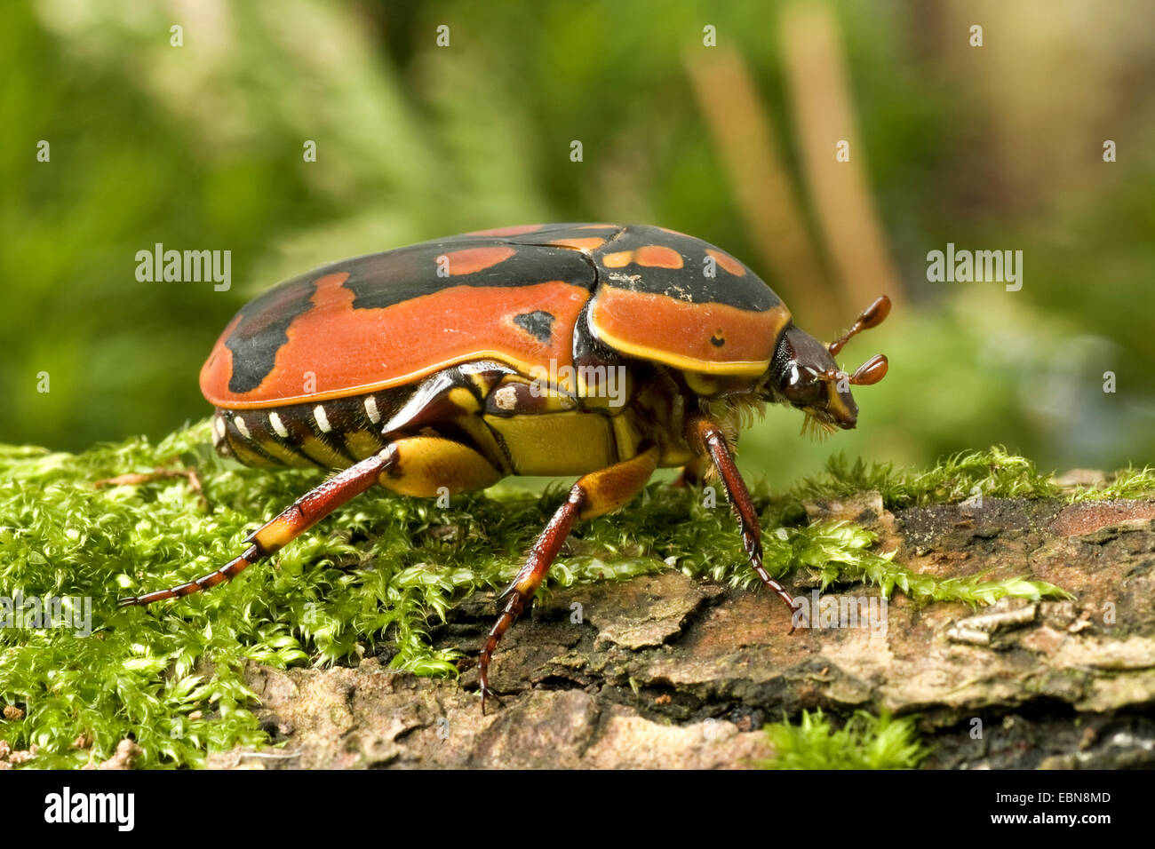 Two tone beetle -Fotos und -Bildmaterial in hoher Auflösung – Alamy