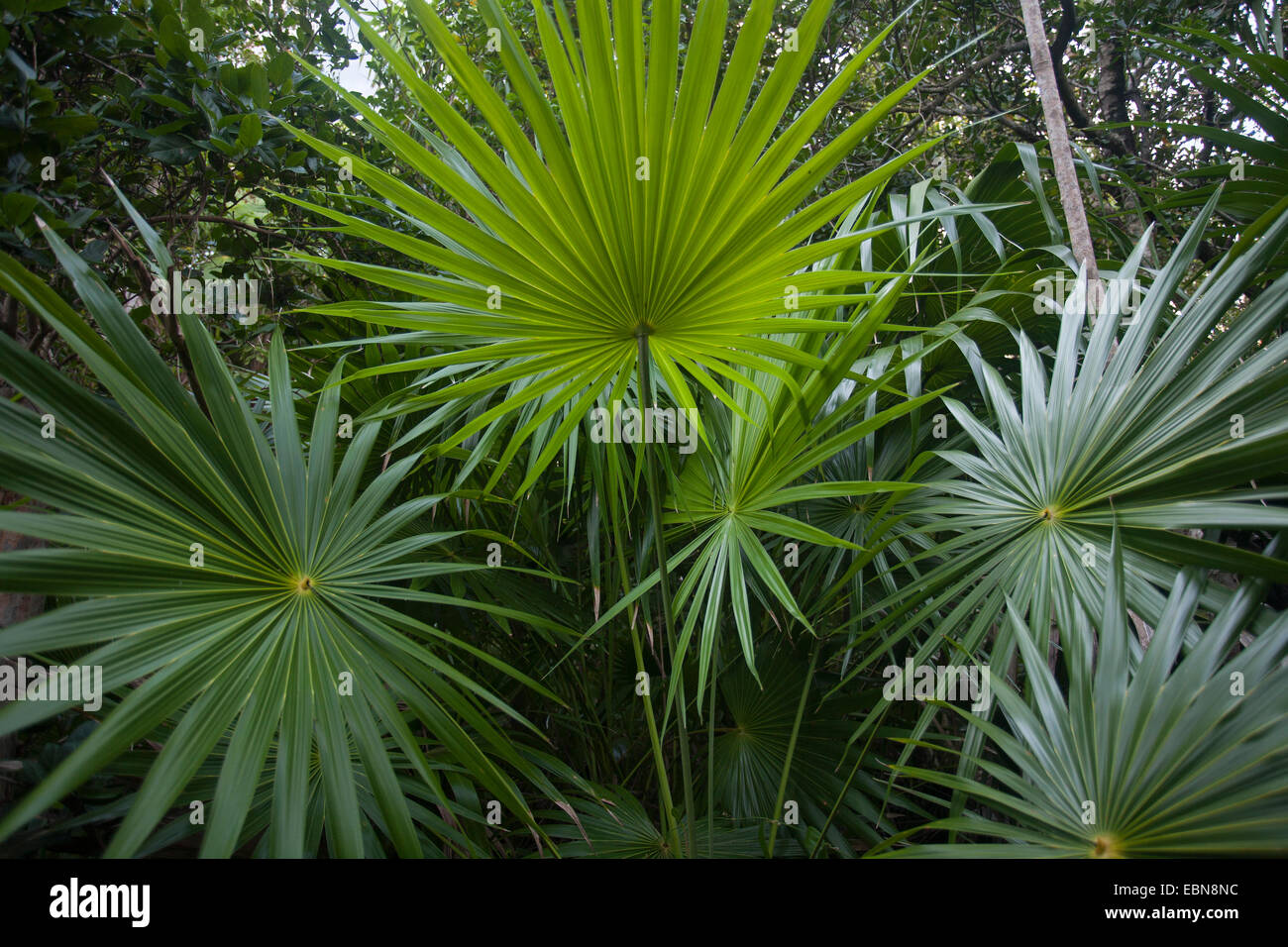 FLORIDA THATCH PALM (Thrinax Radiata) Curry Hängematte State Park ...